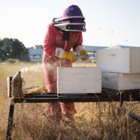 Two Hive Stand | Metal Bee Hive Stand | US Patent Protected