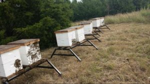 Two Hive Stand | Metal Bee Hive Stand | US Patent Protected