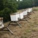 Two Hive Stand | Metal Bee Hive Stand | US Patent Protected