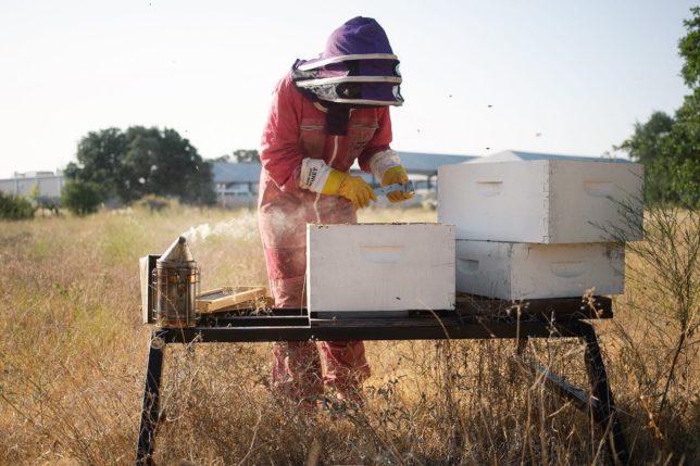 Four Hive Stand | Metal bee hive Stands | Ant Proof Hive Stand